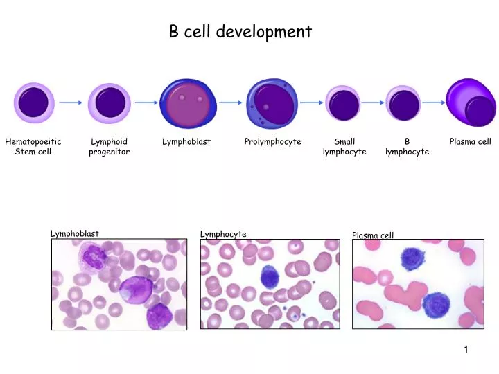 PPT - B cell development PowerPoint Presentation, free download - ID ...