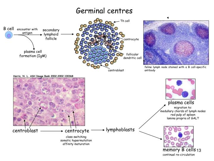 PPT - B cell development PowerPoint Presentation - ID:6930547