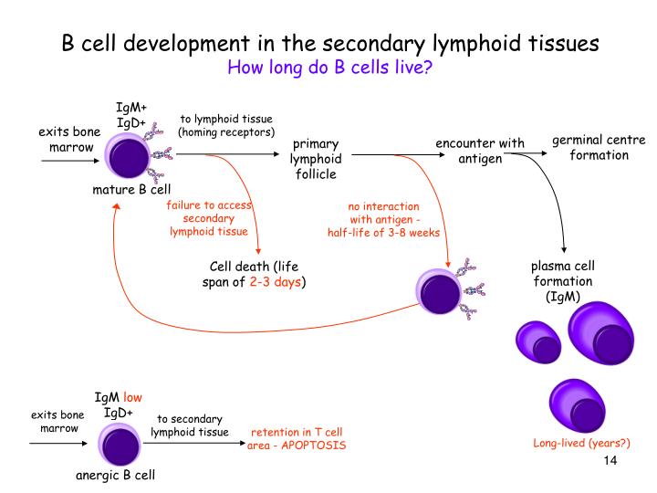 PPT - B cell development PowerPoint Presentation - ID:6930547