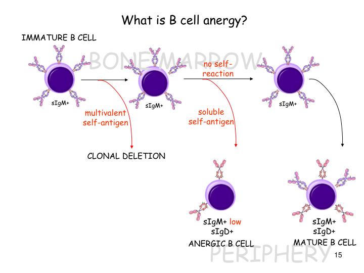 PPT - B cell development PowerPoint Presentation - ID:6930547