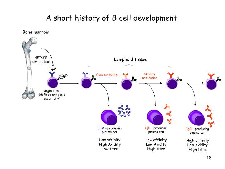 PPT - B cell development PowerPoint Presentation - ID:6930547