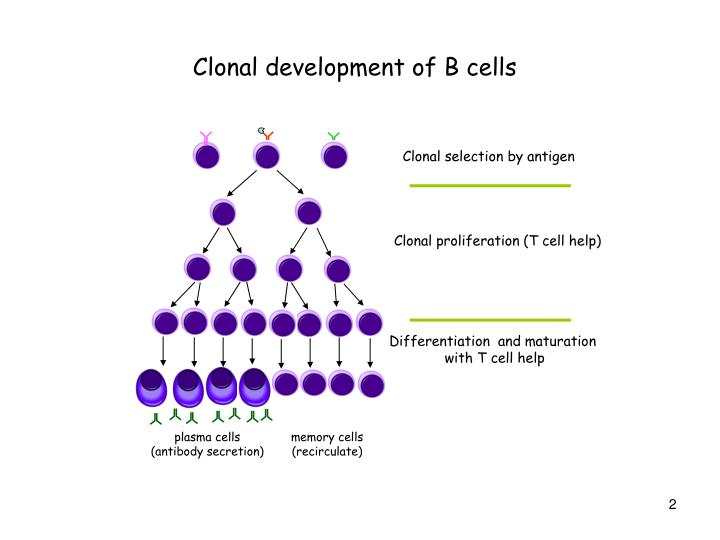 PPT - B cell development PowerPoint Presentation - ID:6930547