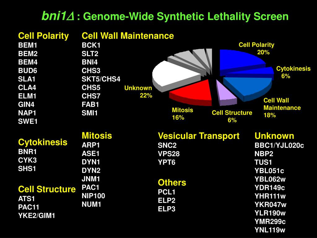 PPT - Synthetic Lethality PowerPoint Presentation, free download - ID ... PPT - Synthetic Lethality PowerPoint Presentation, free download - ID ...