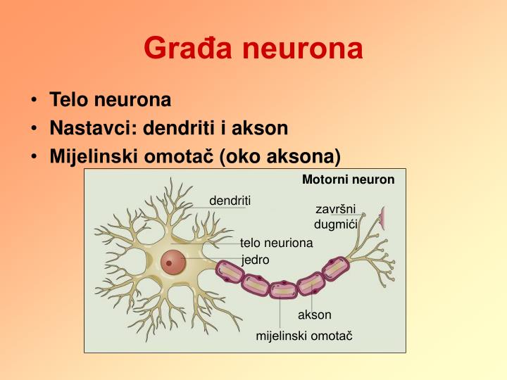 PPT - ŽIVOTINJSKA TKIVA PowerPoint Presentation - ID:6932738
