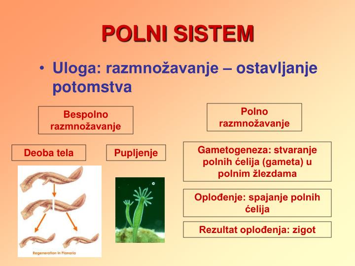PPT - ŽIVOTINJSKA TKIVA PowerPoint Presentation - ID:6932738