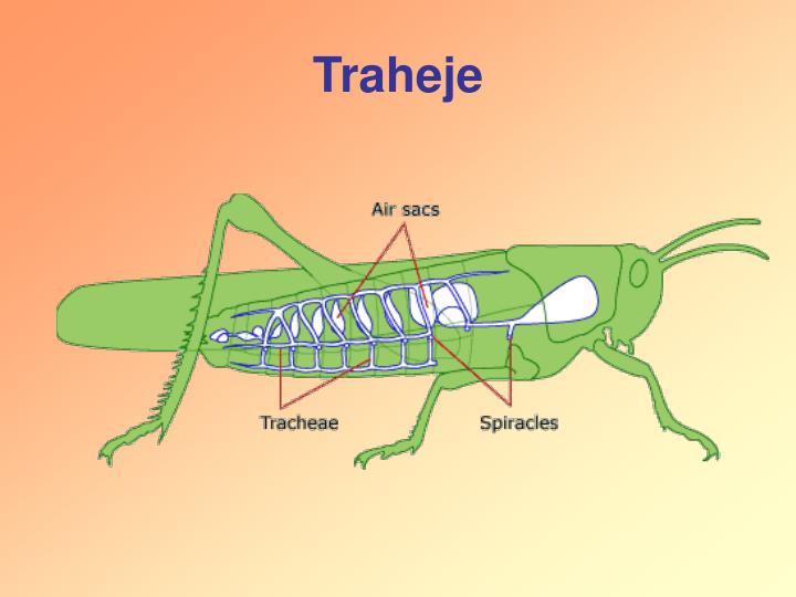 PPT - ŽIVOTINJSKA TKIVA PowerPoint Presentation - ID:6932738