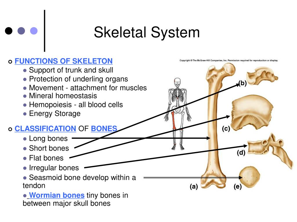 PPT Skeletal System PowerPoint Presentation Free Download ID 6932789 PPT Skeletal System PowerPoint Presentation Free Download ID 6932789