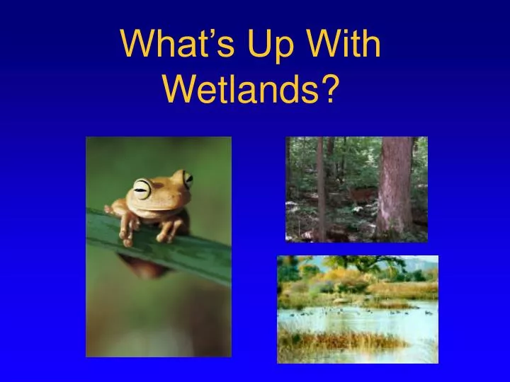 PPT - What’s Up With Wetlands? PowerPoint Presentation, free download ...