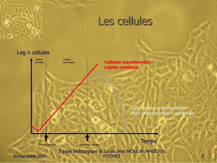 PPT - TECHNIQUES DE CULTURE CELLULAIRE PowerPoint Presentation - ID:6934459