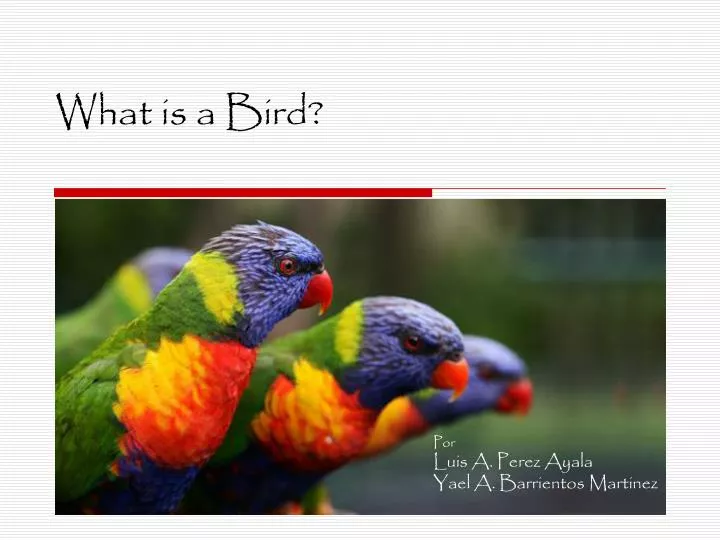 PPT - What is a Bird? PowerPoint Presentation, free download - ID:6934708