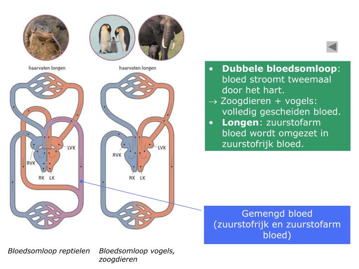 PPT - Classificeren van dieren PowerPoint Presentation - ID:6934901