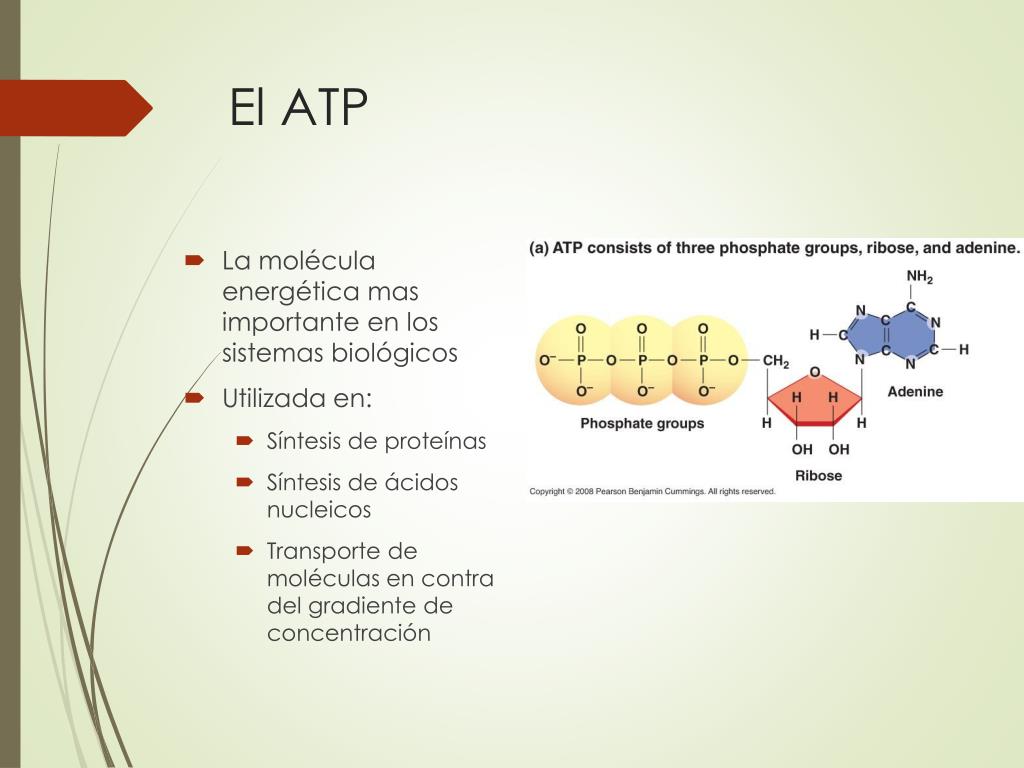 PPT - Mitocondria y respiración aeróbica PowerPoint Presentation, free ...