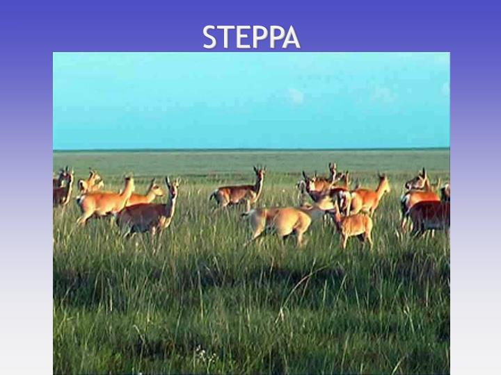 PPT - I Biomi PowerPoint Presentation - ID:6936439