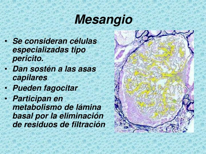 PPT - SISTEMA URINARIO PowerPoint Presentation - ID:6941409