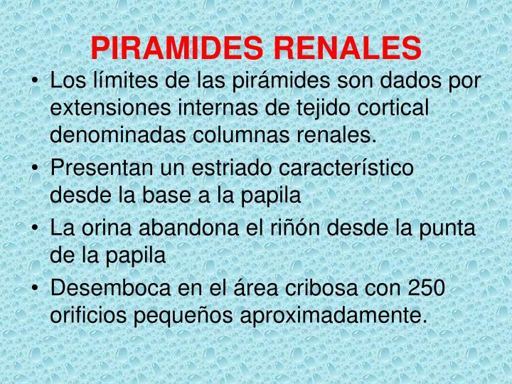 PPT - SISTEMA URINARIO PowerPoint Presentation - ID:6941409