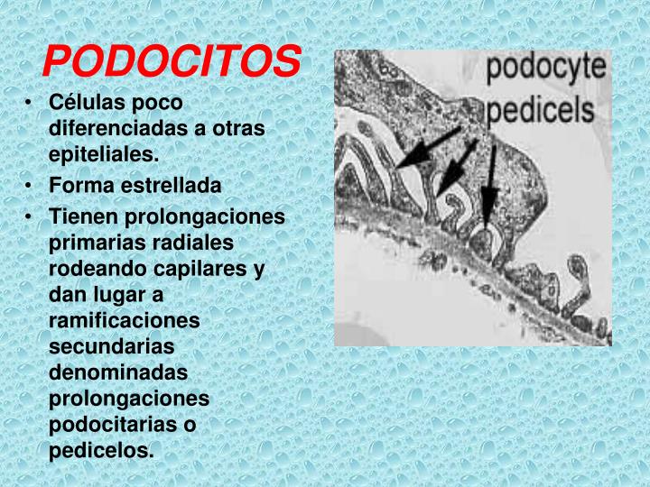 PPT - SISTEMA URINARIO PowerPoint Presentation - ID:6941409