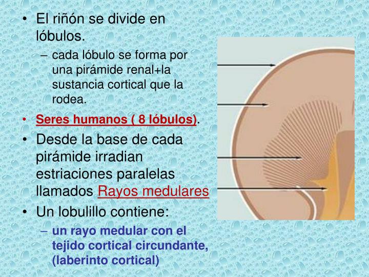 PPT - SISTEMA URINARIO PowerPoint Presentation - ID:6941409