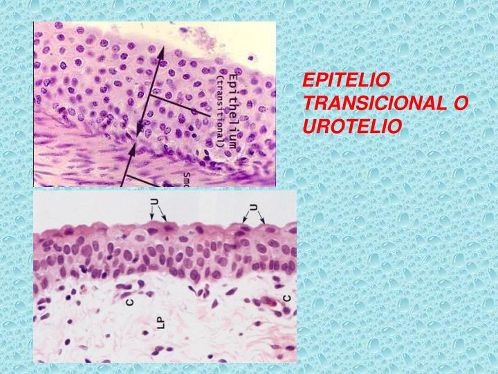 PPT - SISTEMA URINARIO PowerPoint Presentation - ID:6941409