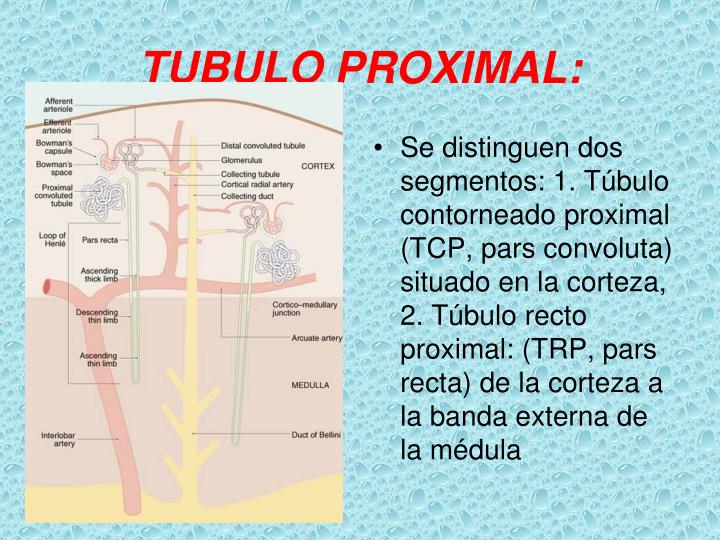 PPT - SISTEMA URINARIO PowerPoint Presentation - ID:6941409