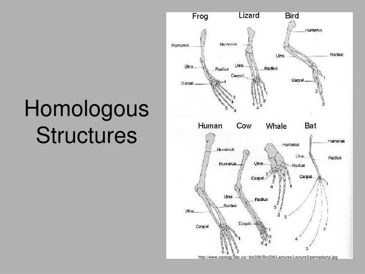 PPT - What is classification? PowerPoint Presentation - ID:6943066