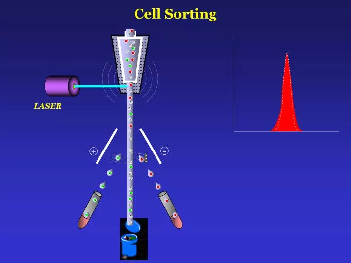PPT - Cell Sorting PowerPoint Presentation, free download - ID:6944842