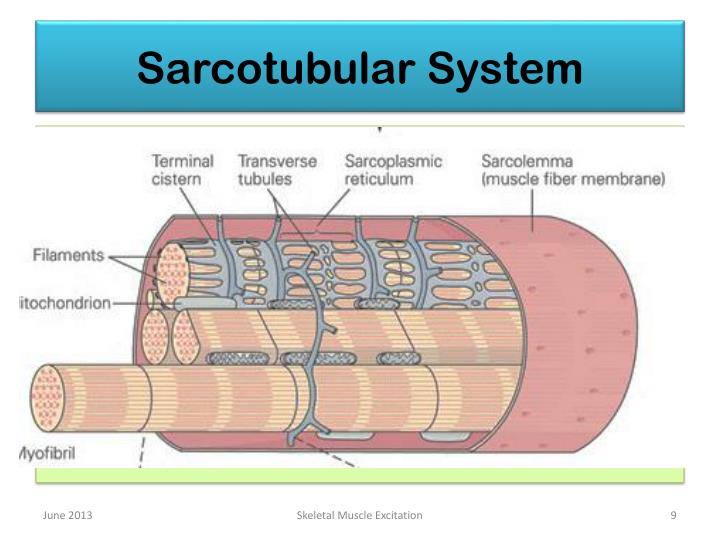 PPT - Skeletal Muscle- Excitation PowerPoint Presentation - ID:6945124