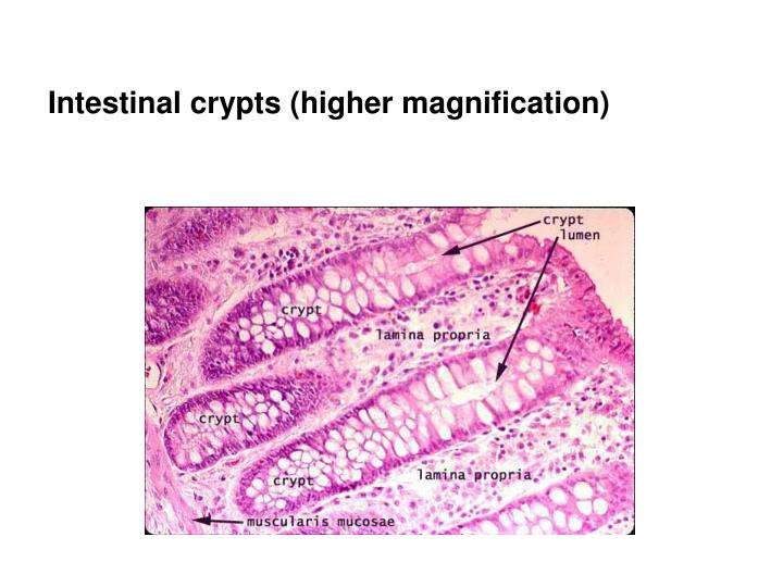 PPT - Glandular epithelium PowerPoint Presentation - ID:6948682