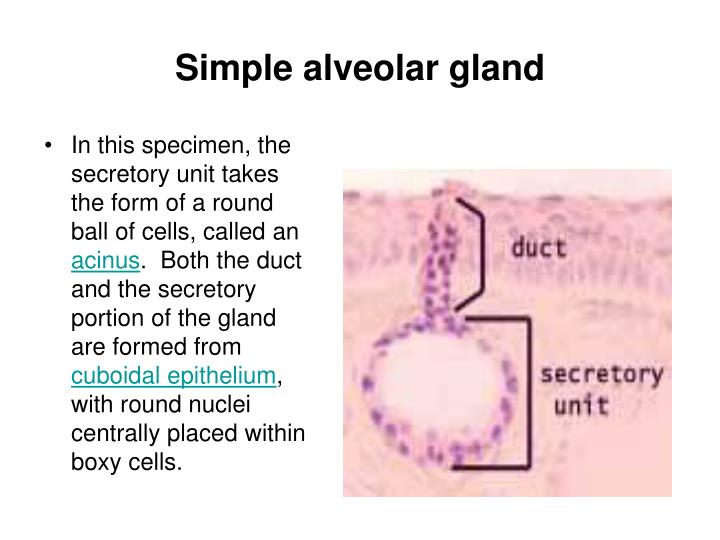 PPT - Glandular epithelium PowerPoint Presentation - ID:6948682