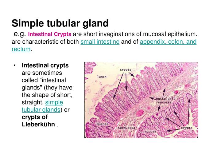 PPT - Glandular epithelium PowerPoint Presentation - ID:6948682