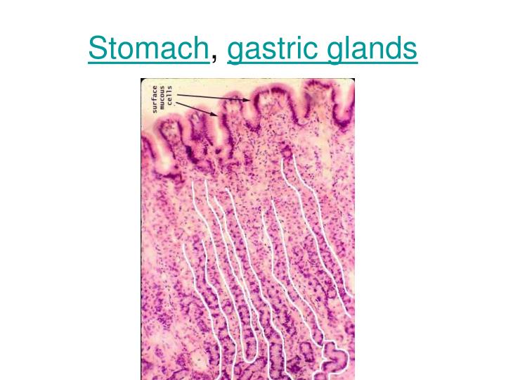 PPT - Glandular epithelium PowerPoint Presentation - ID:6948682