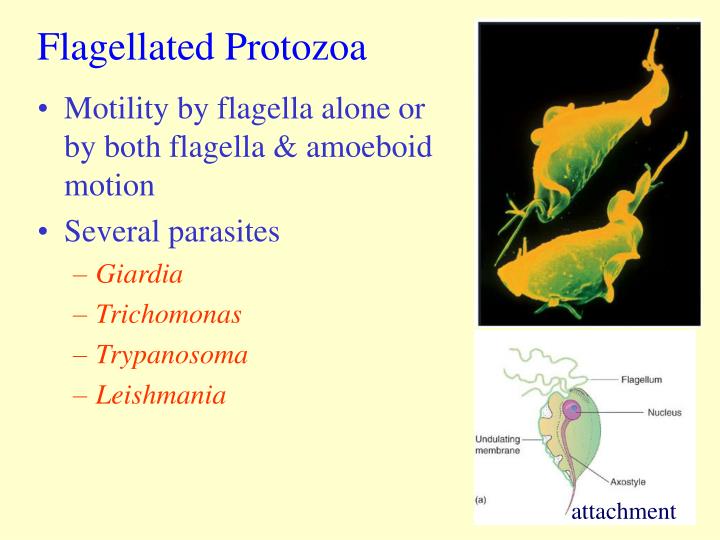 PPT - Protozoa, Slime Molds & Helminths PowerPoint Presentation - ID ...