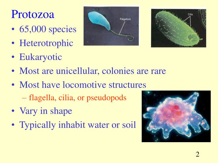 PPT - Protozoa, Slime Molds & Helminths PowerPoint Presentation - ID ...
