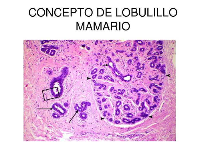 PPT - GLÁNDULA MAMARIA: ESTRUCTURA Y FISIOLOGÍA PowerPoint Presentation ...