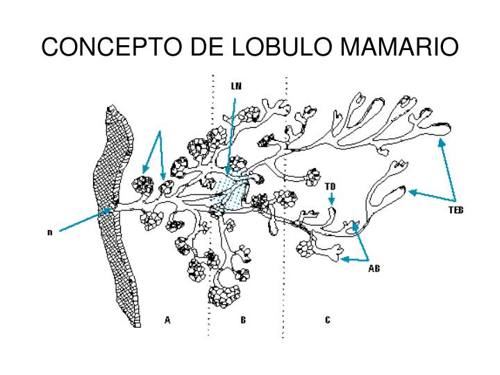 PPT - GLÁNDULA MAMARIA: ESTRUCTURA Y FISIOLOGÍA PowerPoint Presentation ...