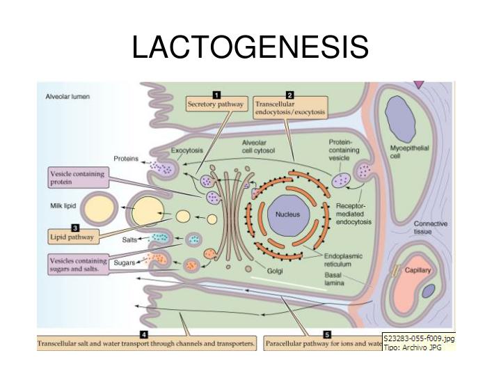PPT - GLÁNDULA MAMARIA: ESTRUCTURA Y FISIOLOGÍA PowerPoint Presentation ...