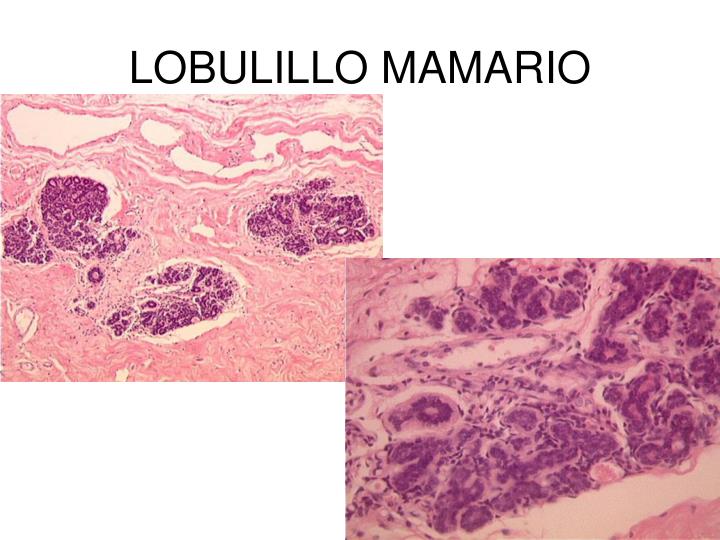 PPT - GLÁNDULA MAMARIA: ESTRUCTURA Y FISIOLOGÍA PowerPoint Presentation ...