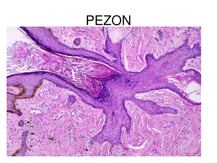 PPT - GLÁNDULA MAMARIA: ESTRUCTURA Y FISIOLOGÍA PowerPoint Presentation ...