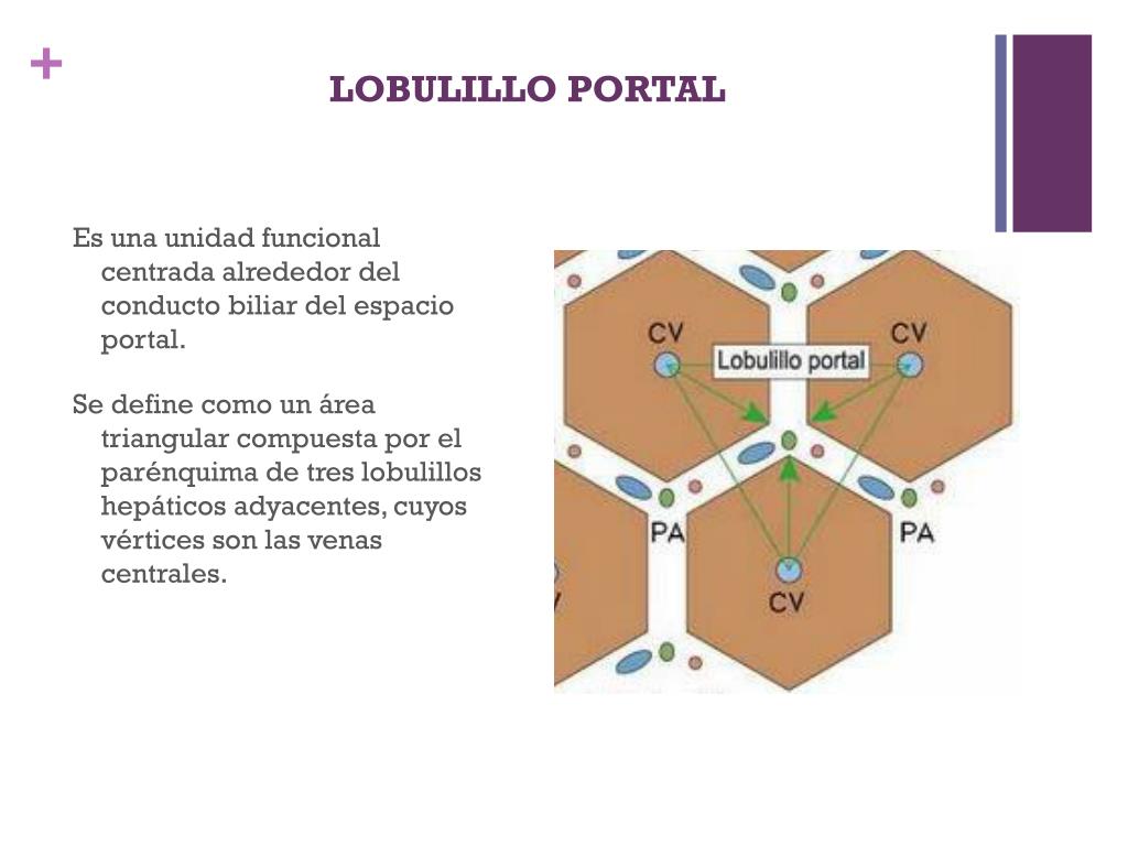 PPT - GLANDULAS DEL APARATO DIGESTIVO PowerPoint Presentation, free ...