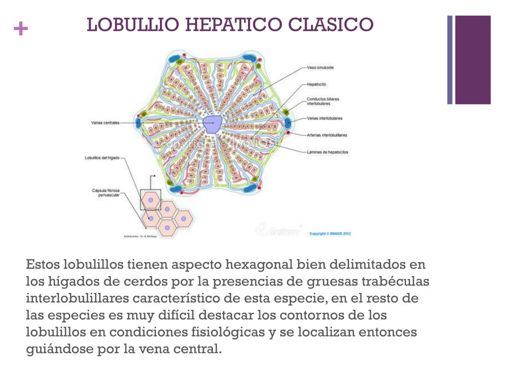 PPT - GLANDULAS DEL APARATO DIGESTIVO PowerPoint Presentation, free ...