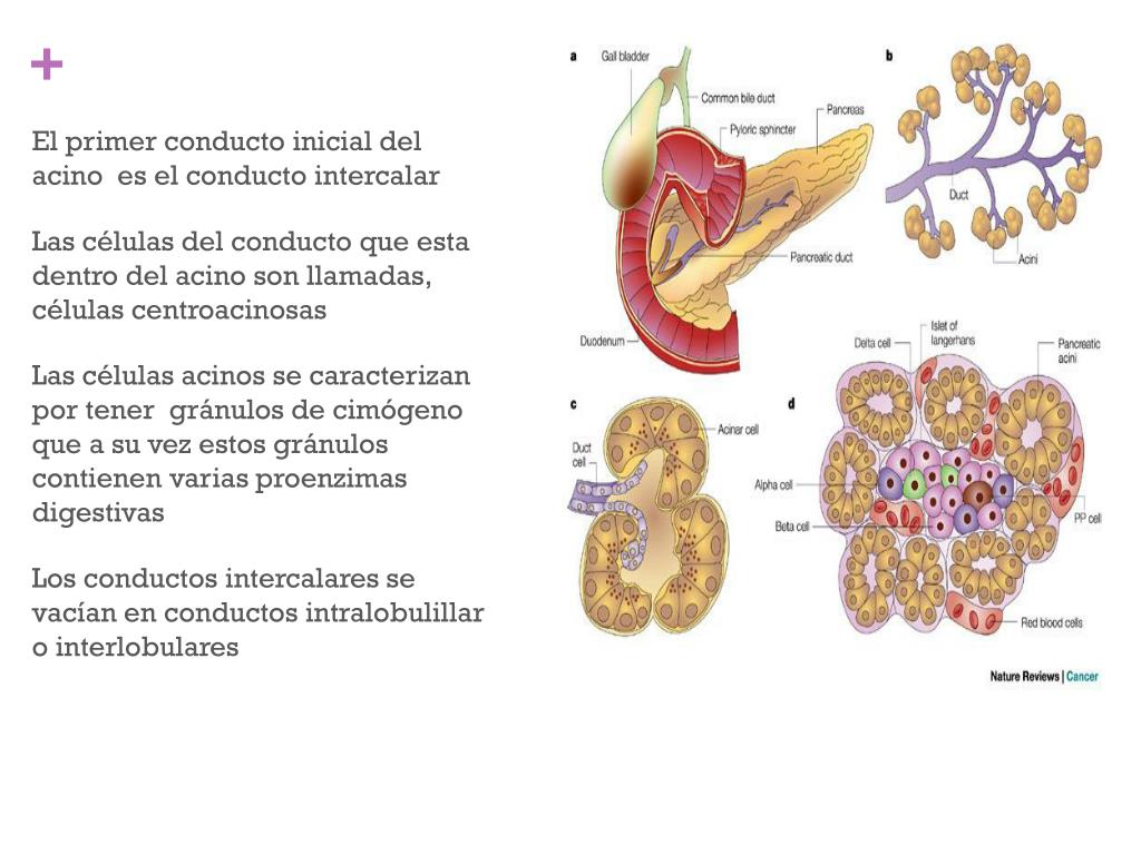 PPT - GLANDULAS DEL APARATO DIGESTIVO PowerPoint Presentation, free ...