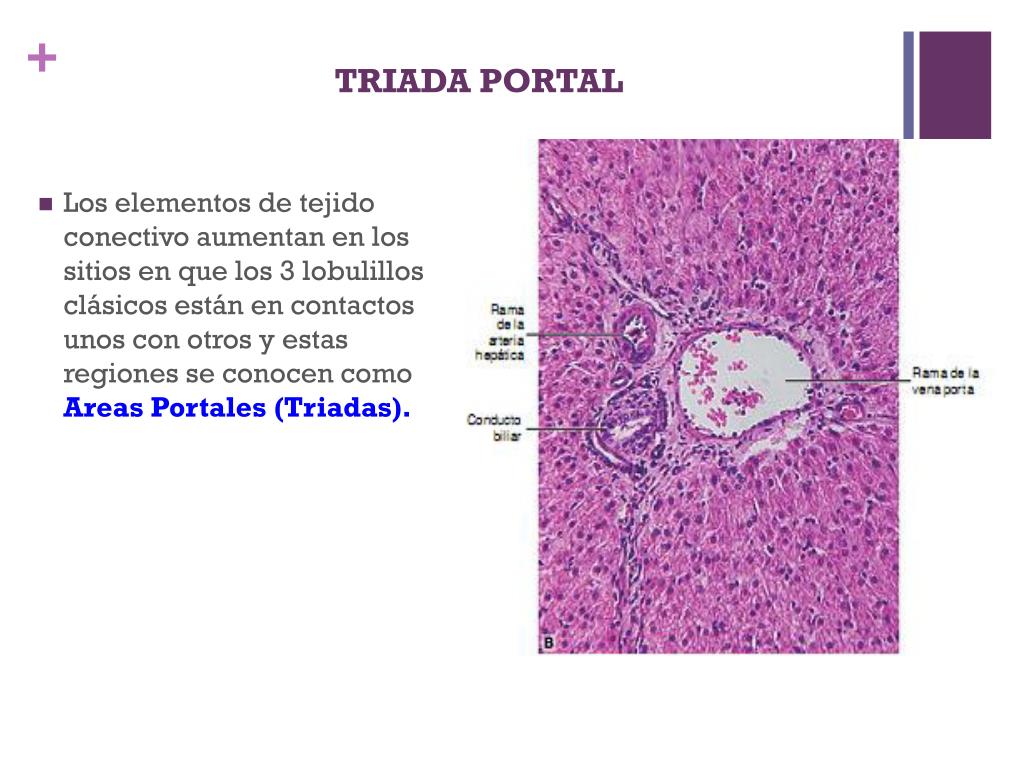 PPT - GLANDULAS DEL APARATO DIGESTIVO PowerPoint Presentation, free download - ID:6949880