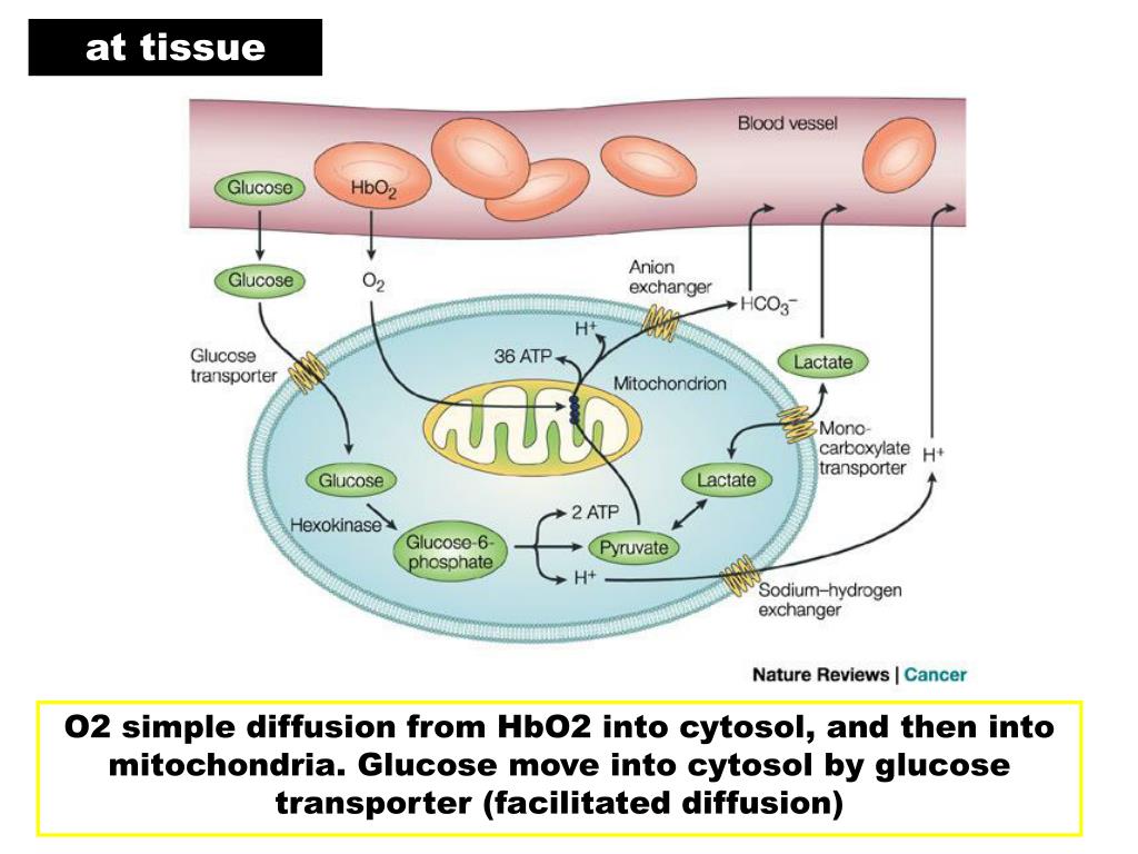PPT - Physiology of Cell, Body Fluids, Excitable tissue & Muscle ...
