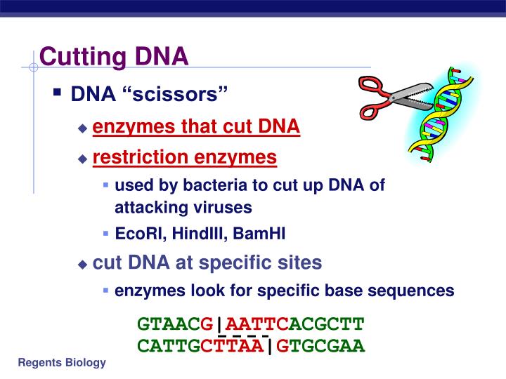 PPT - Genetic Engineering Biotechnology PowerPoint Presentation - ID ...