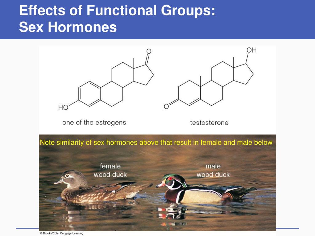 Ppt Molecules Of Life Powerpoint Presentation Free Download Id6955153