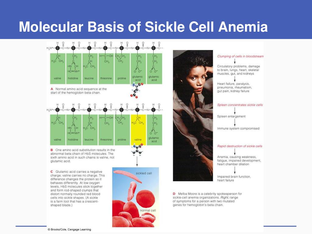 Ppt Molecules Of Life Powerpoint Presentation Free Download Id 6955153