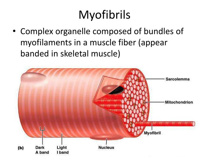 PPT - Muscular System PowerPoint Presentation - ID:6955734
