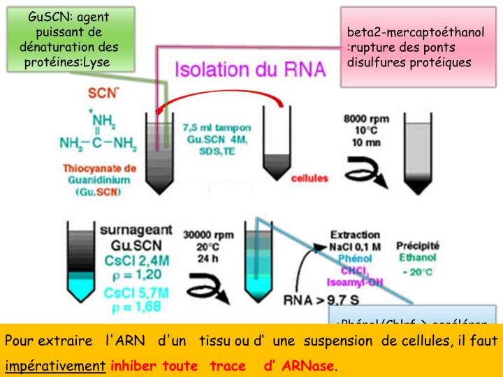 PPT - TD N°1:TECHNIQUES DE SEPARATION ET D’ANALYSE DES ACIDES NUCLÉIQUES: ADN, ARN & PLASMIDES ...