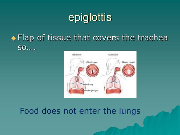 PPT - The Digestive System PowerPoint Presentation - ID:6958736