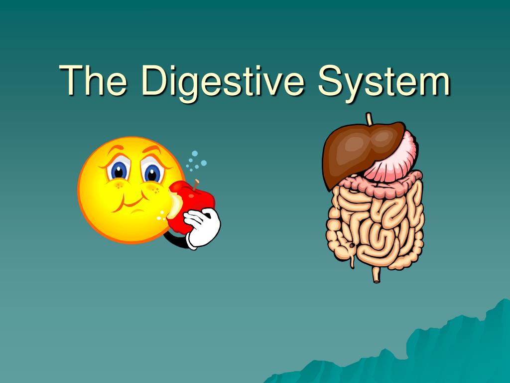 Ppt The Digestive System Powerpoint Presentation Free Download Id