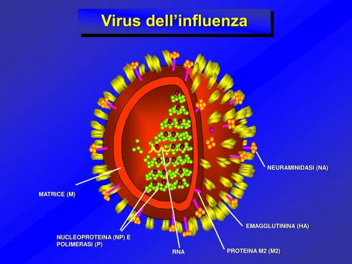 PPT - Virus dell’influenza PowerPoint Presentation, free download - ID ...